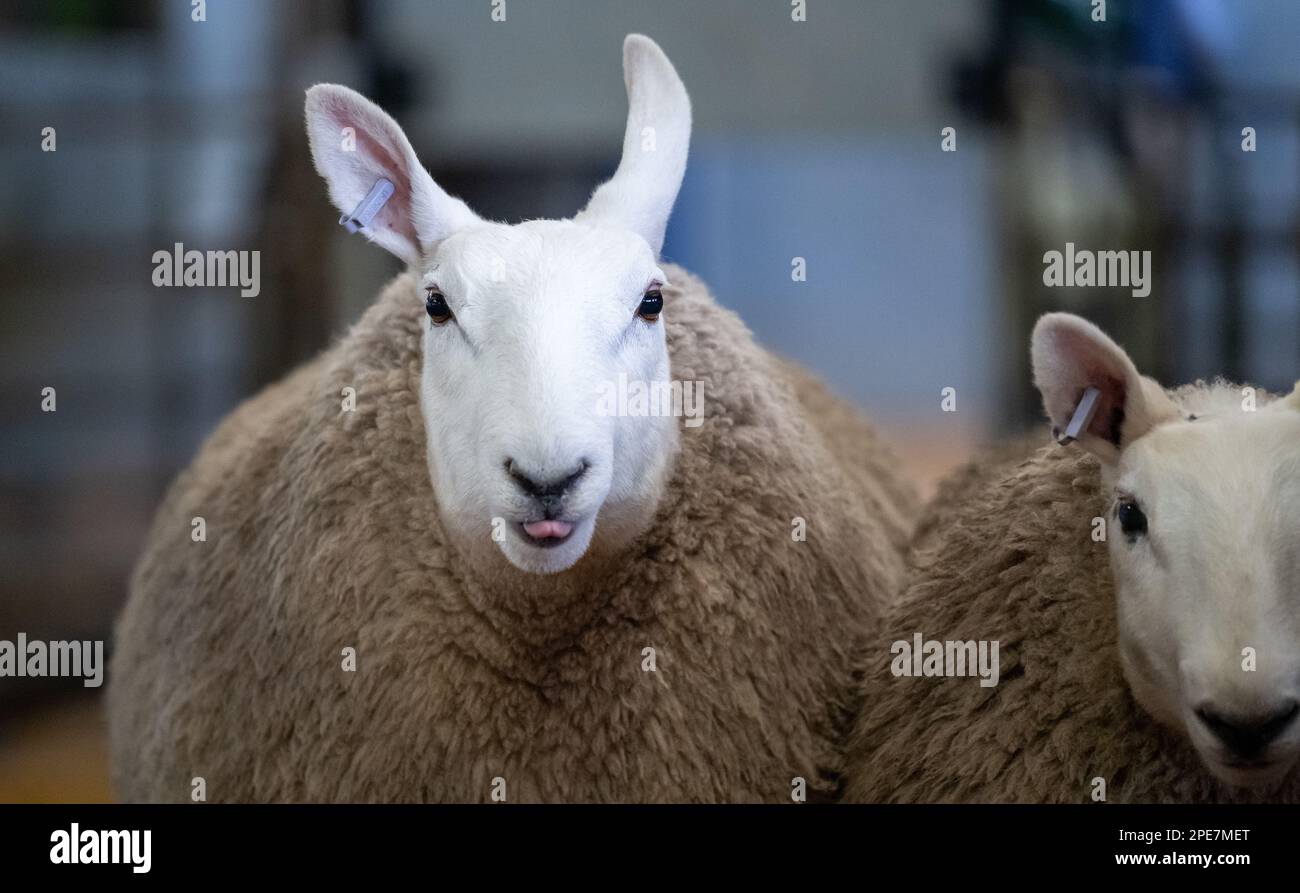 Cheviots sheep hi-res stock photography and images - Alamy