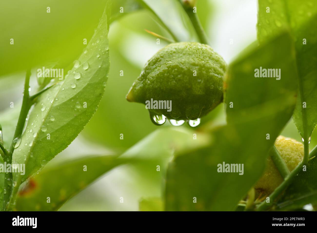 High resolution lemon hi-res stock photography and images - Alamy