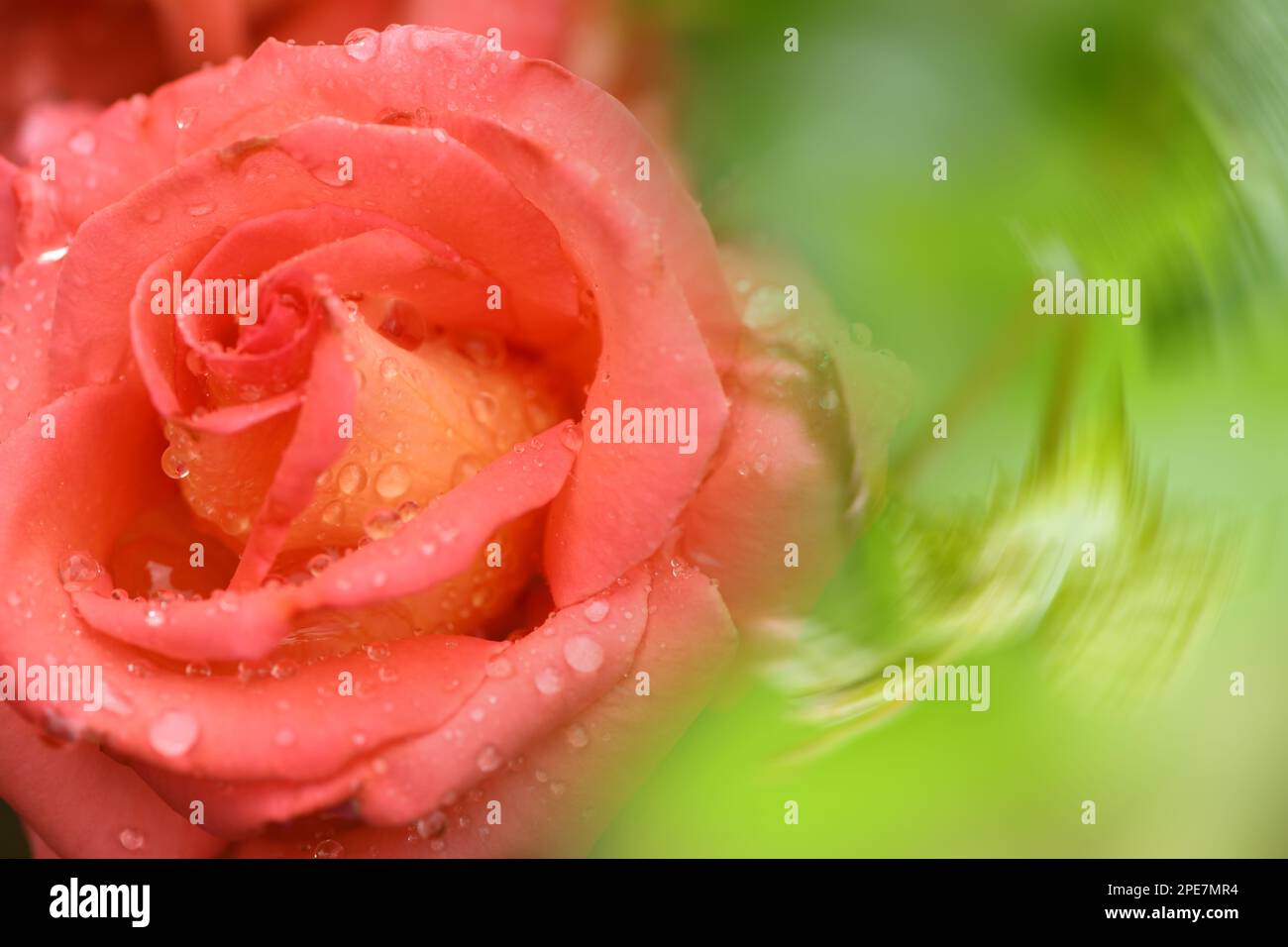 Rose side photo hi-res stock photography and images - Alamy