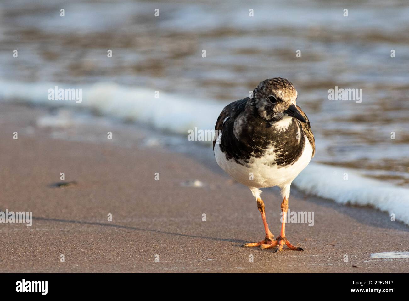 Ruddy turnstone feeding hi-res stock photography and images - Alamy