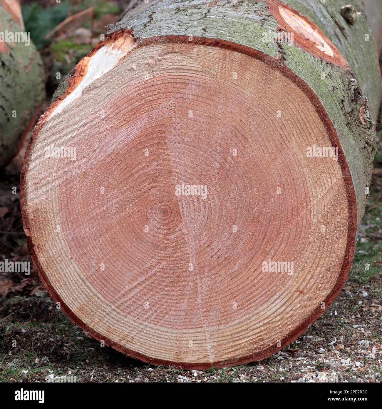 End cut tree tree showing hi-res stock photography and images - Alamy