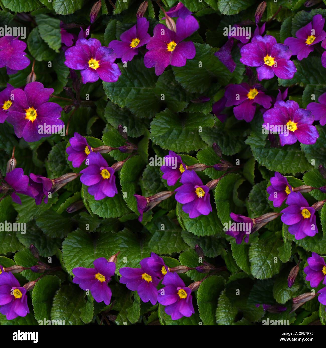 Violets flowers field in garden hi-res stock photography and images - Alamy