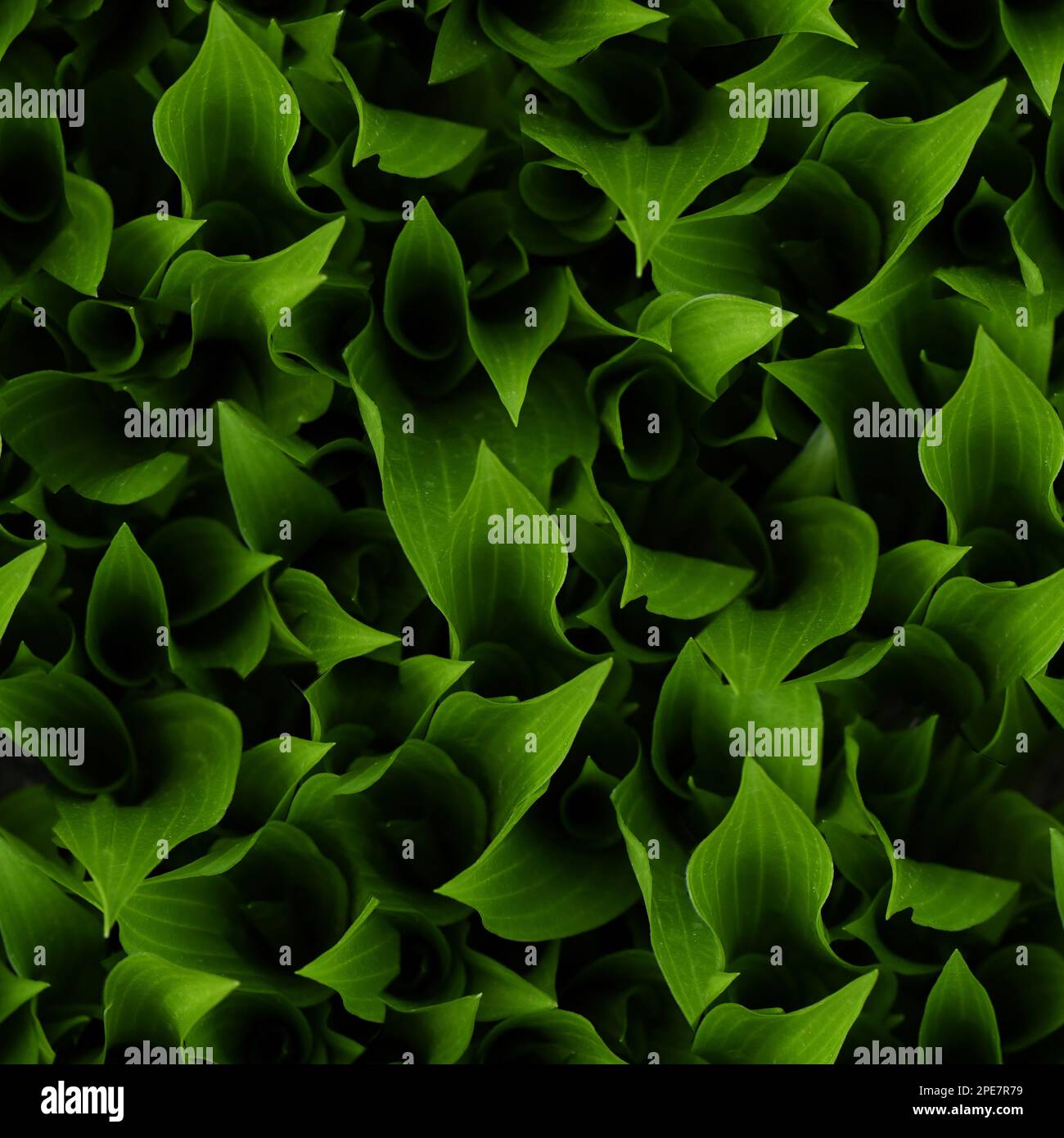 Seamless texture or wallpaper, Young hosta leaves in spring. Natural ...