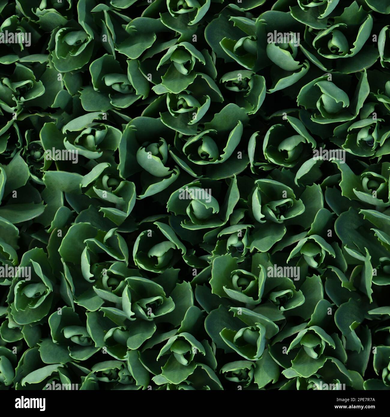 Seamless texture or wallpaper, Young sedum leaves in spring. Natural ...