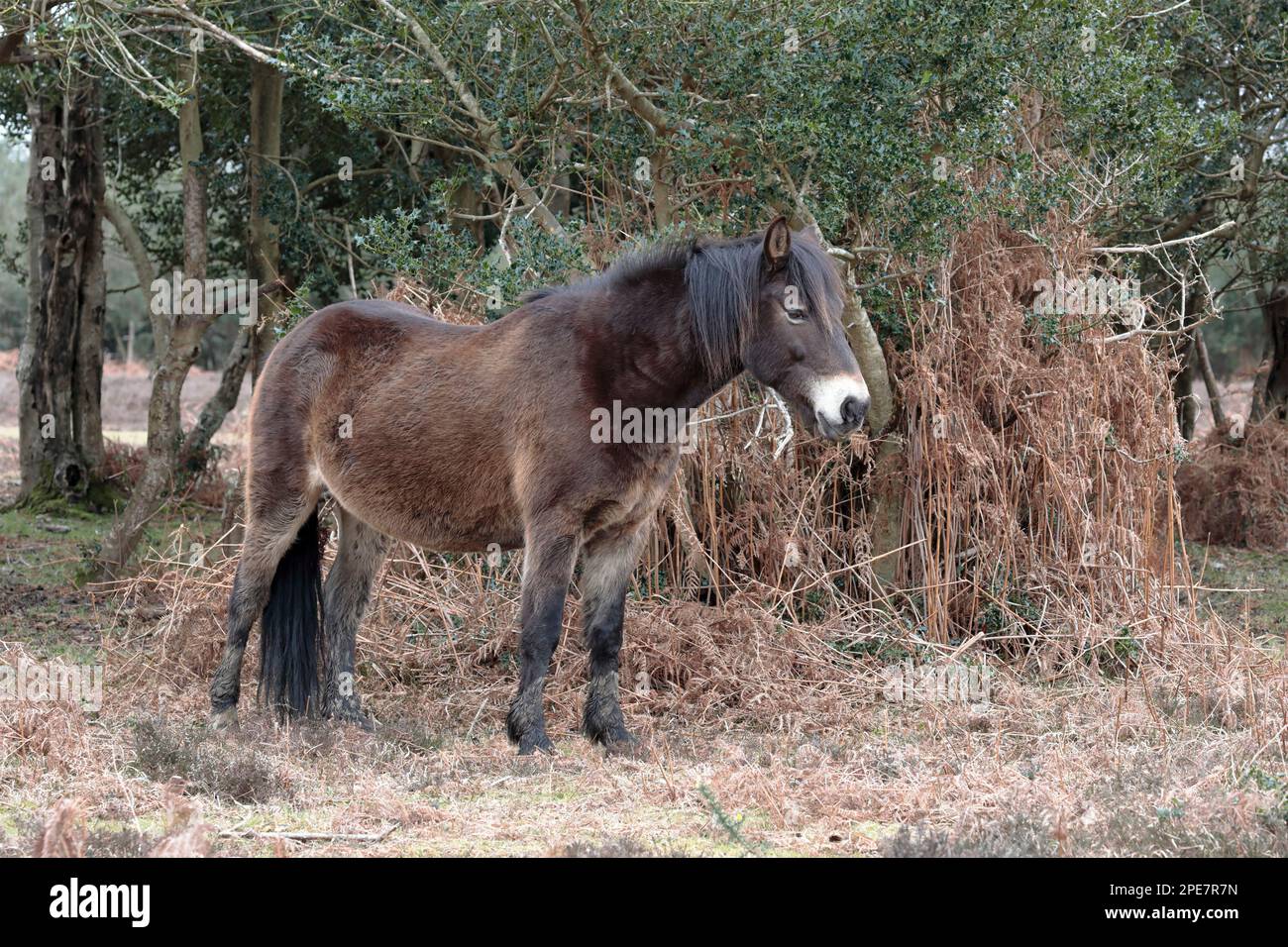 Pony under tree hi-res stock photography and images - Alamy
