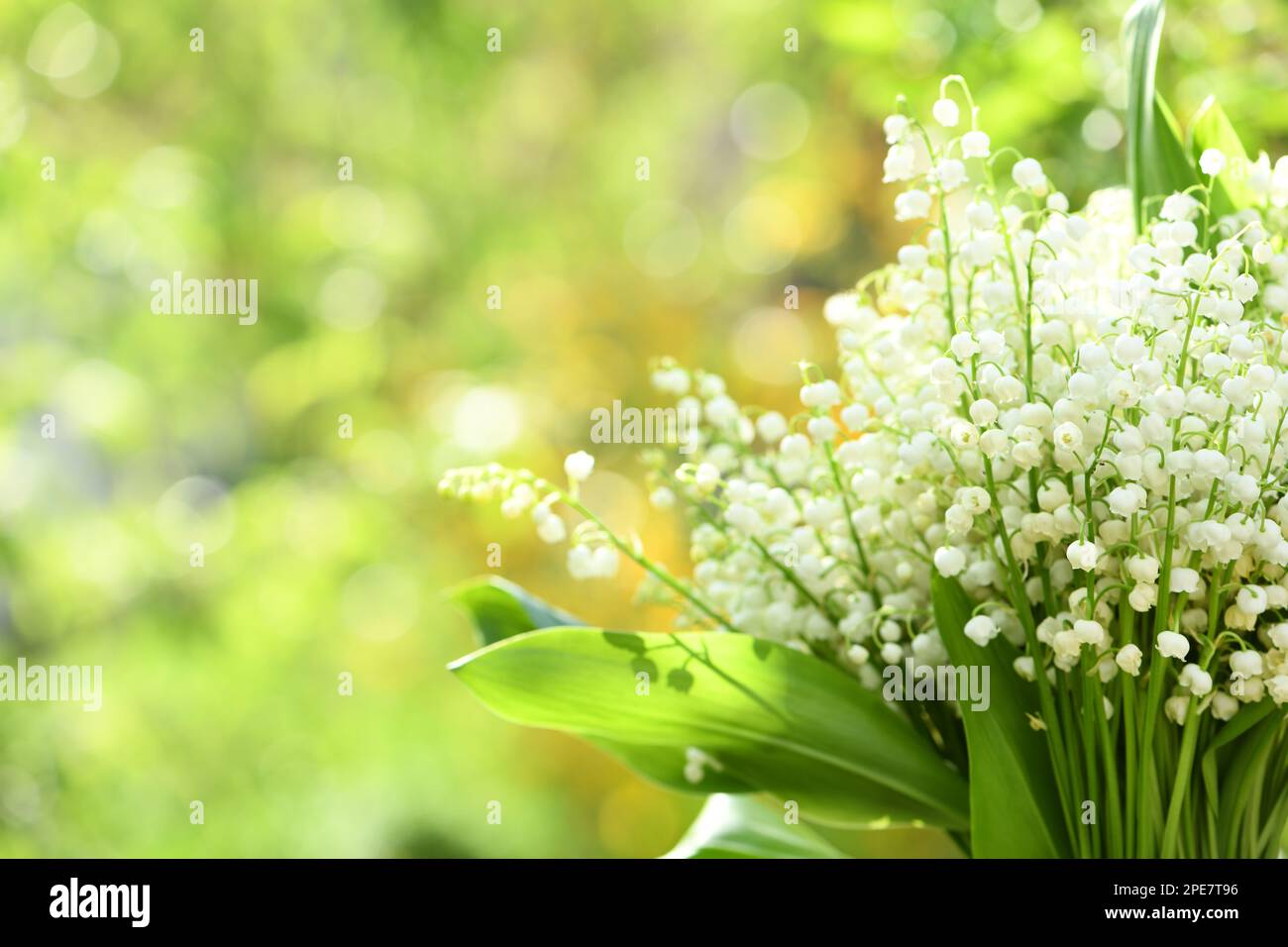 Lily of the valley flowers. Natural background with blooming lilies of ...