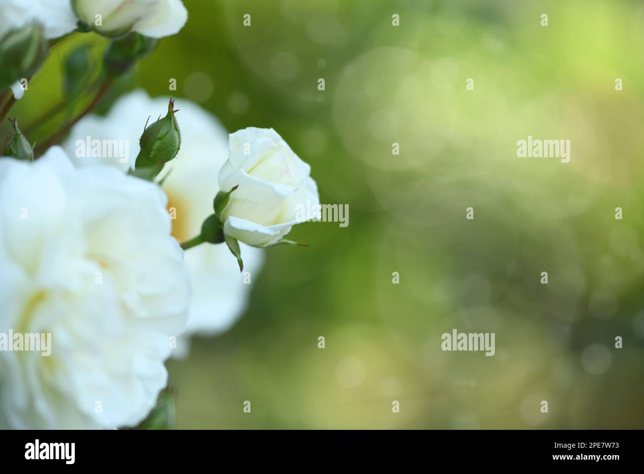 White color Hybrid Musk Rose Waterloo flowers in a garden. Idea for ...