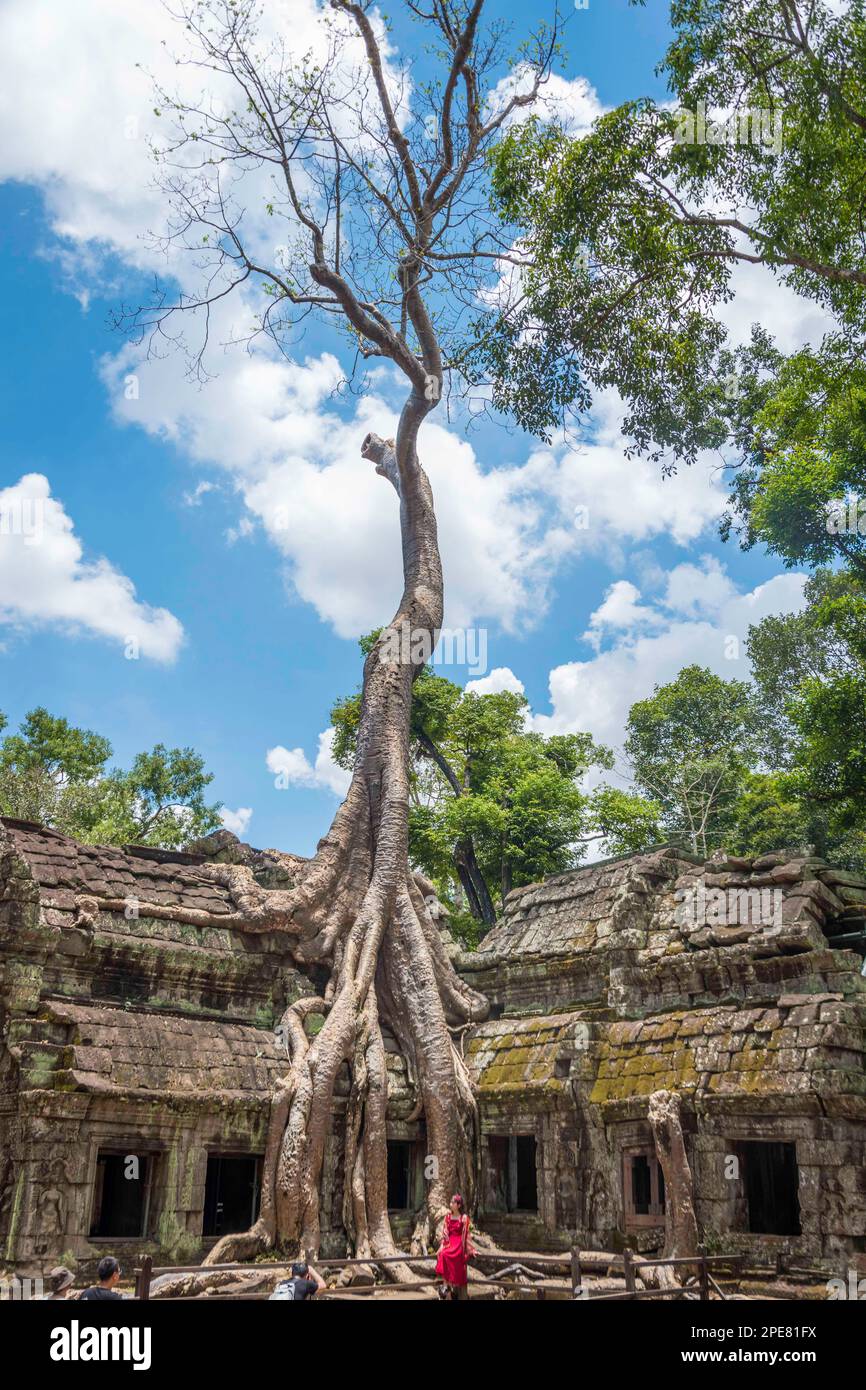 Tree in Angkor Wat, Siem Reap, Cambodia Stock Photo - Alamy