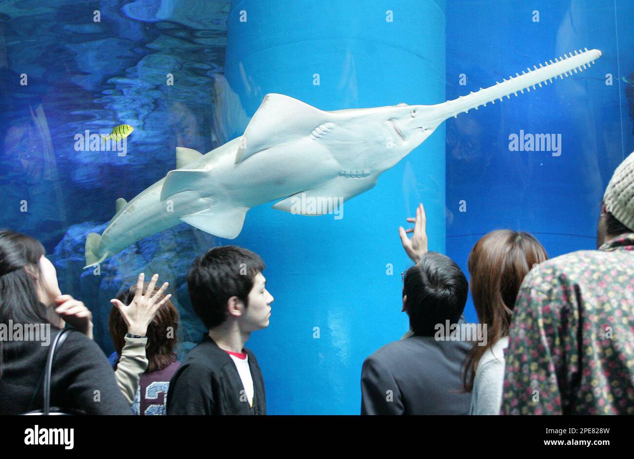 A dwarf saw shark attracts visitors to the just-opened Epson Aqua ...