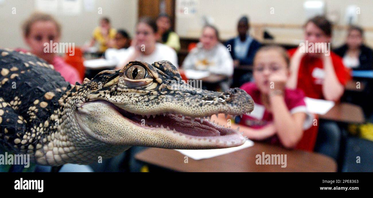 With the help of a young alligator, girls take part in the Expanding ...