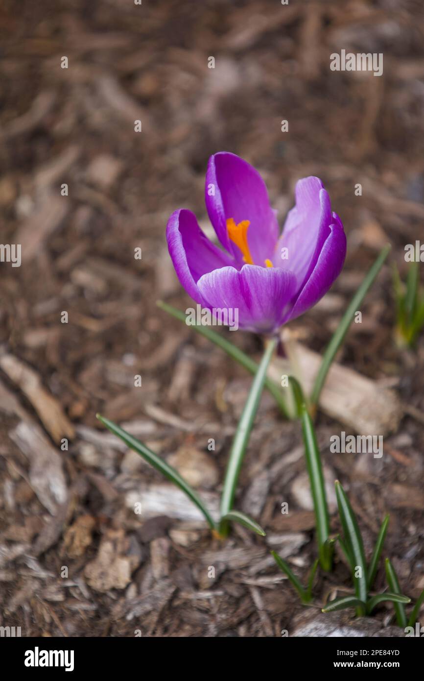 Purple crocus blooming in garden as spring approaches. Brown mulch ...