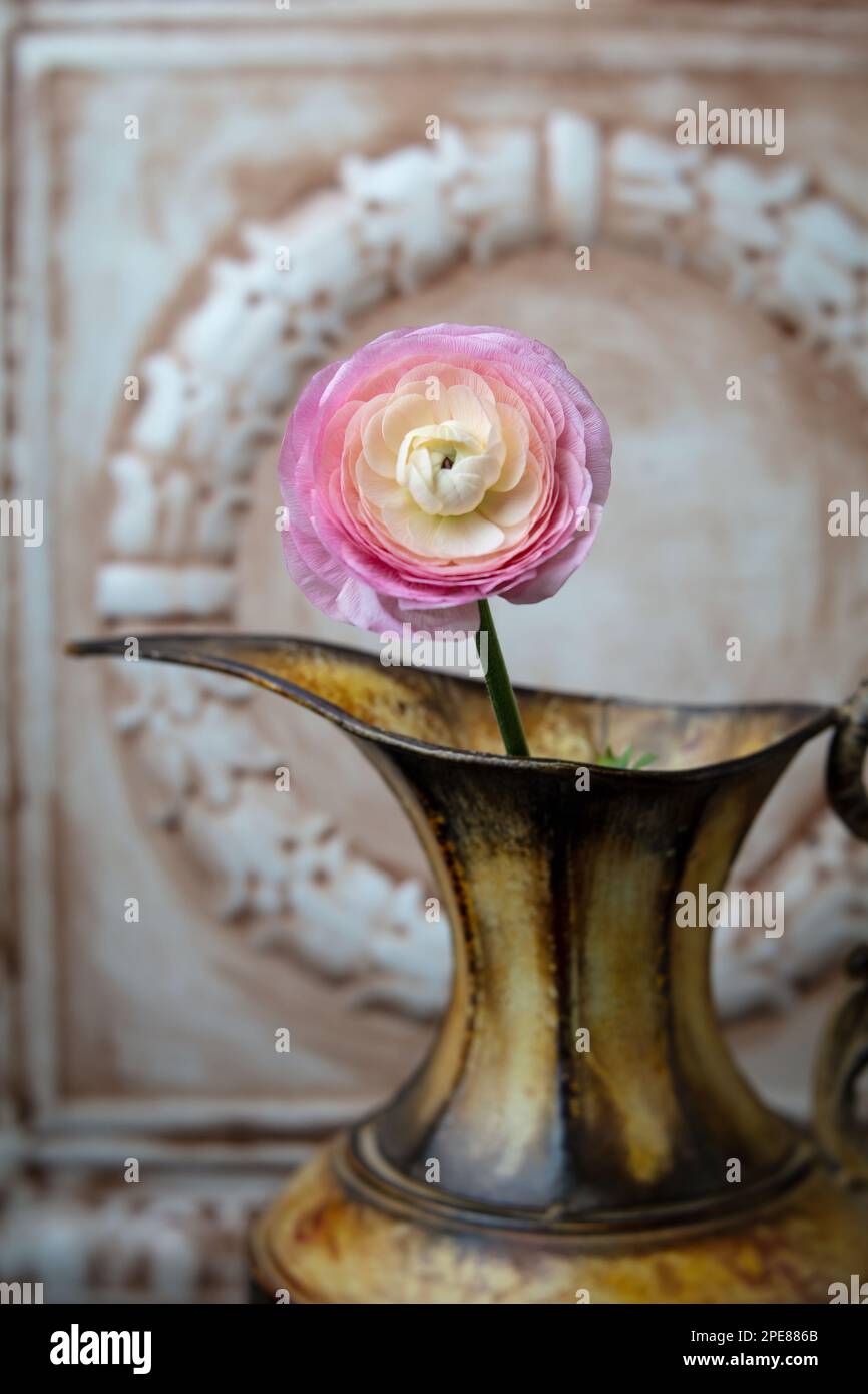 Pitcher flower hi-res stock photography and images - Alamy