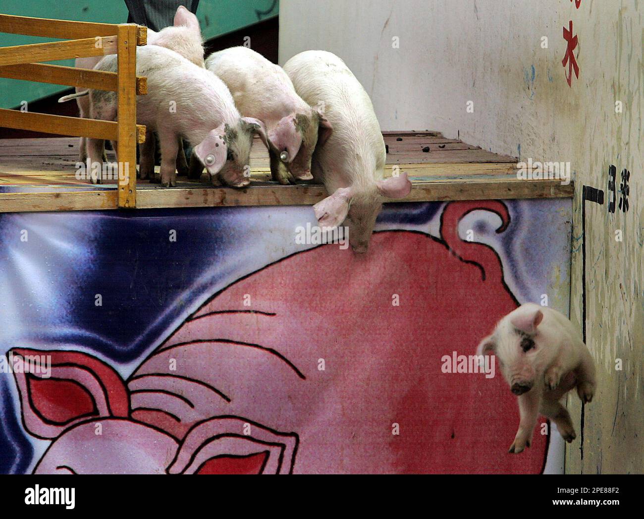 Pigs compete the diving at Pig Olympics Thursday April 14, 2005 in ...