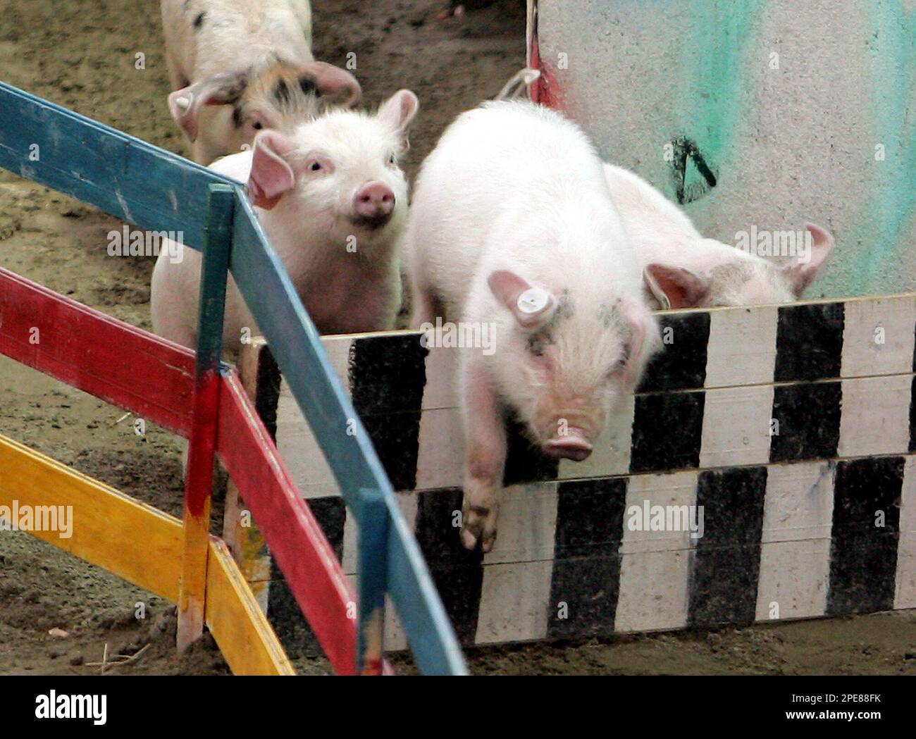 Pigs compete in the obstacle race at Pig Olympics Thursday April 14 ...