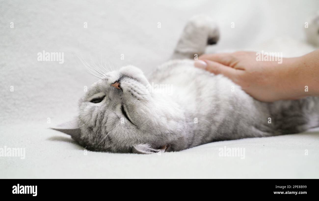 Scottish straight-eared cat lies on its back. The cat is upside down ...