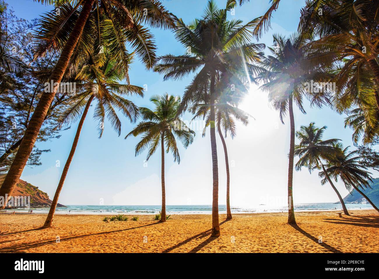 Idyllic view of sandy beach with tall coconut palm trees in Kerala ...