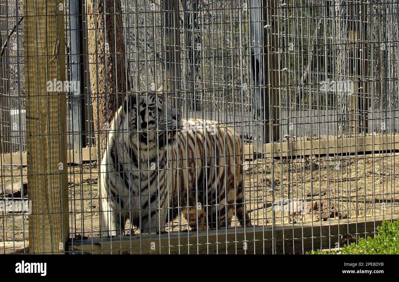 TJ, a white tiger, looks out from the Crown Ridge Tiger Reserve ...