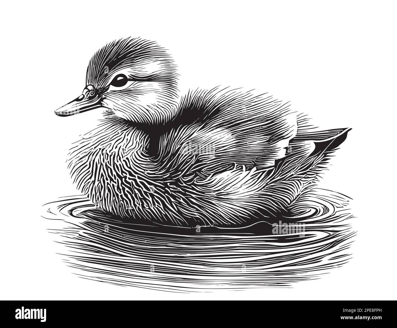 Duckling babies Black and White Stock Photos & Images - Alamy