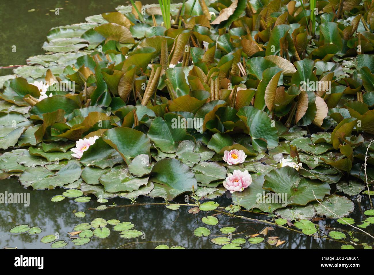 blooming water lilies in a pond Stock Photo - Alamy