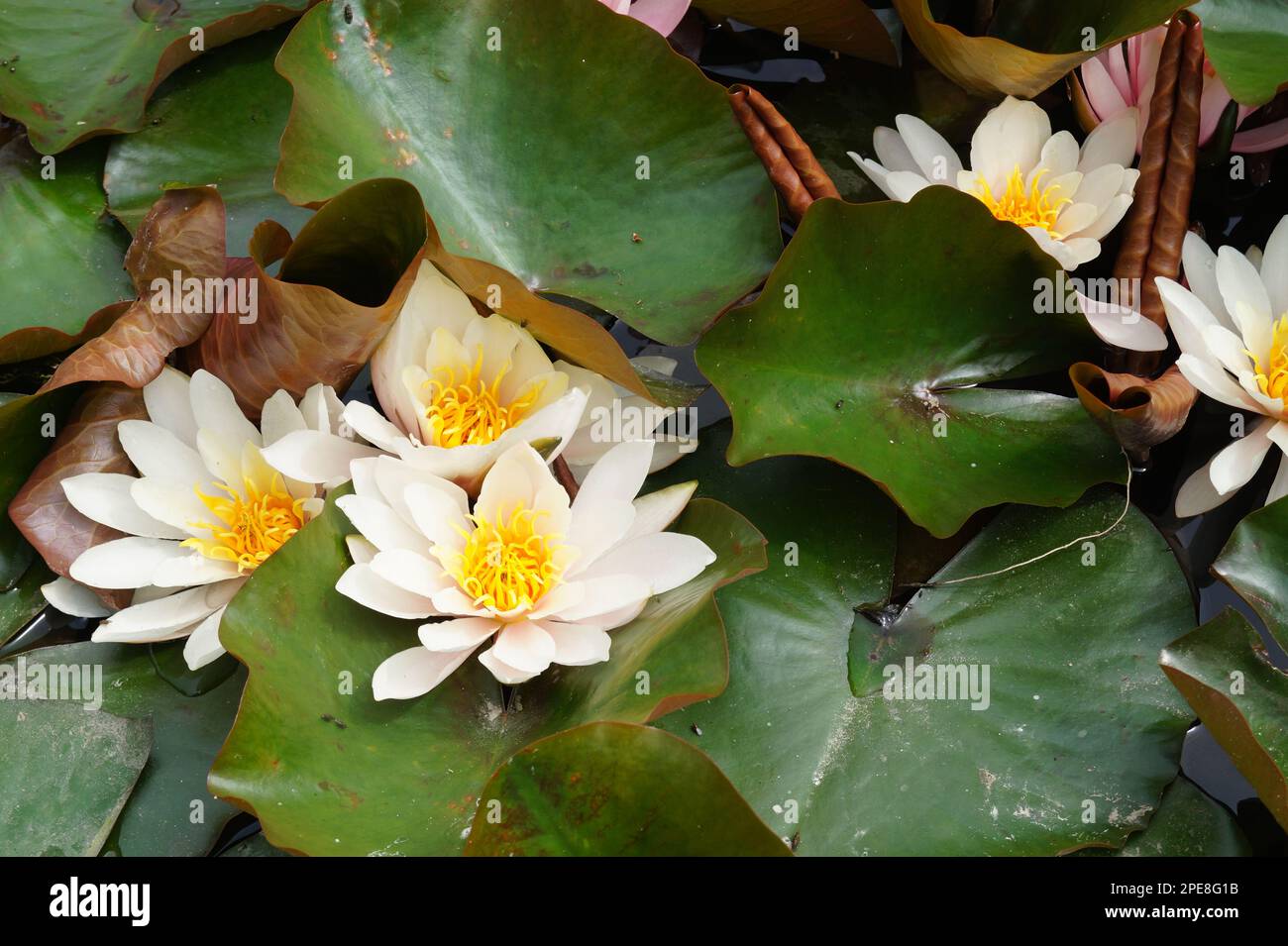 Water lilies family nymphaeaceae hi-res stock photography and images - Alamy