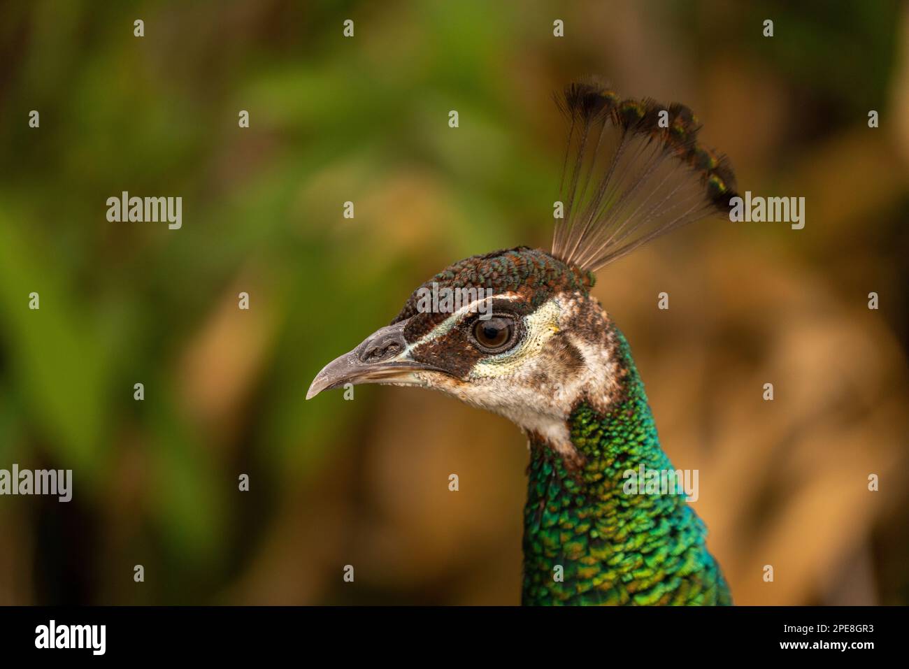 Portrait of a female peacock in Turkey Stock Photo - Alamy