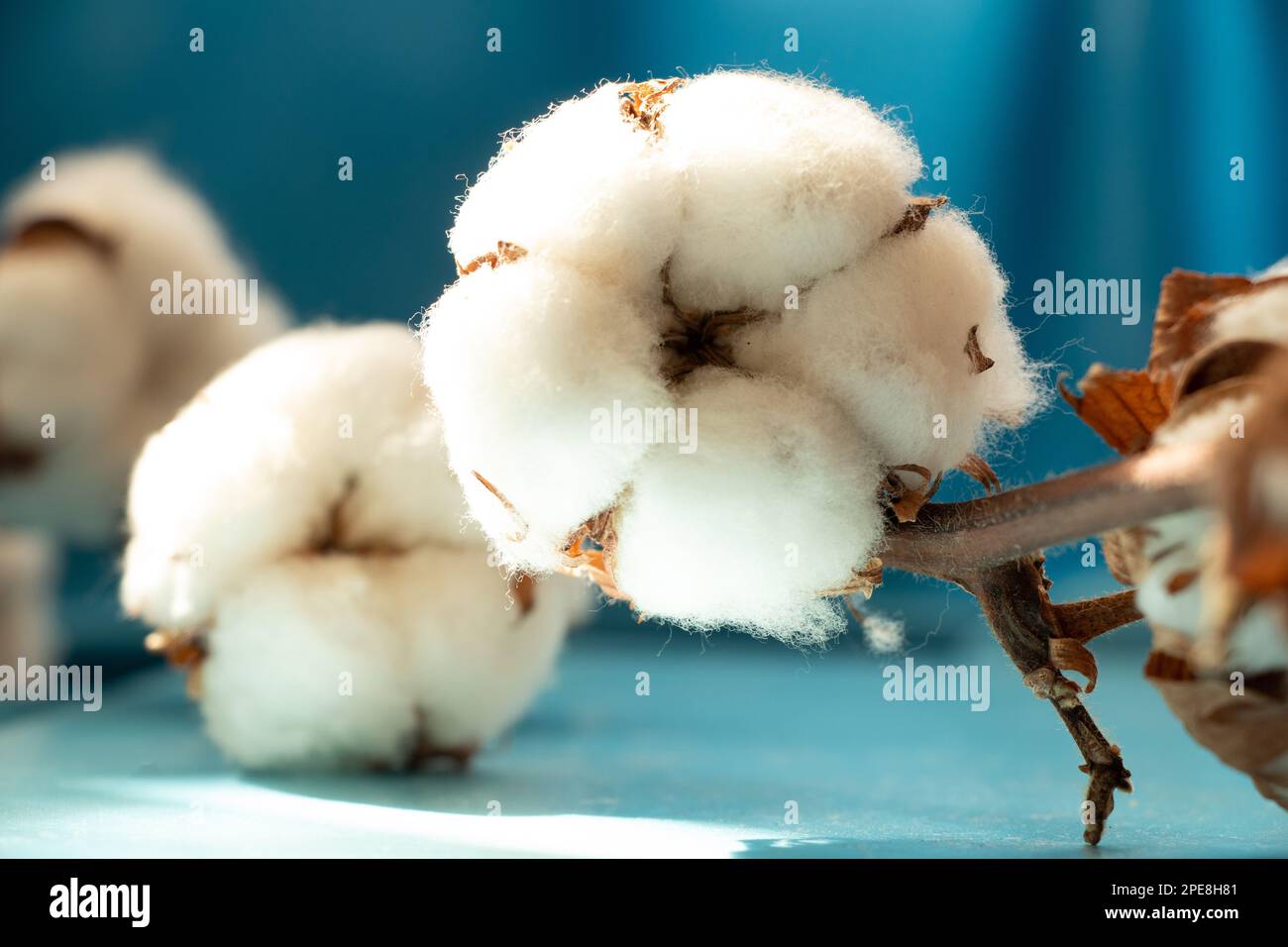 Blue spring branch bud hi-res stock photography and images - Alamy