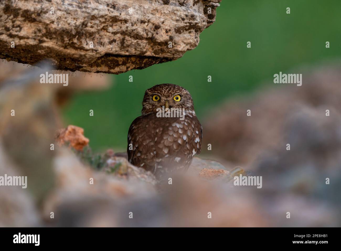 Little owl (Athene noctua) is a small owl species from the owl family ...