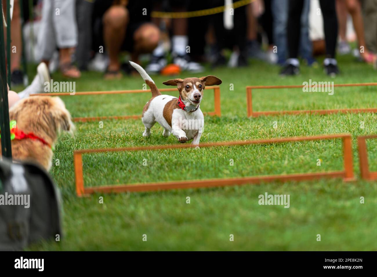 Dachshund Runs Between Hurdles Watched by Spectators and Dogs ...