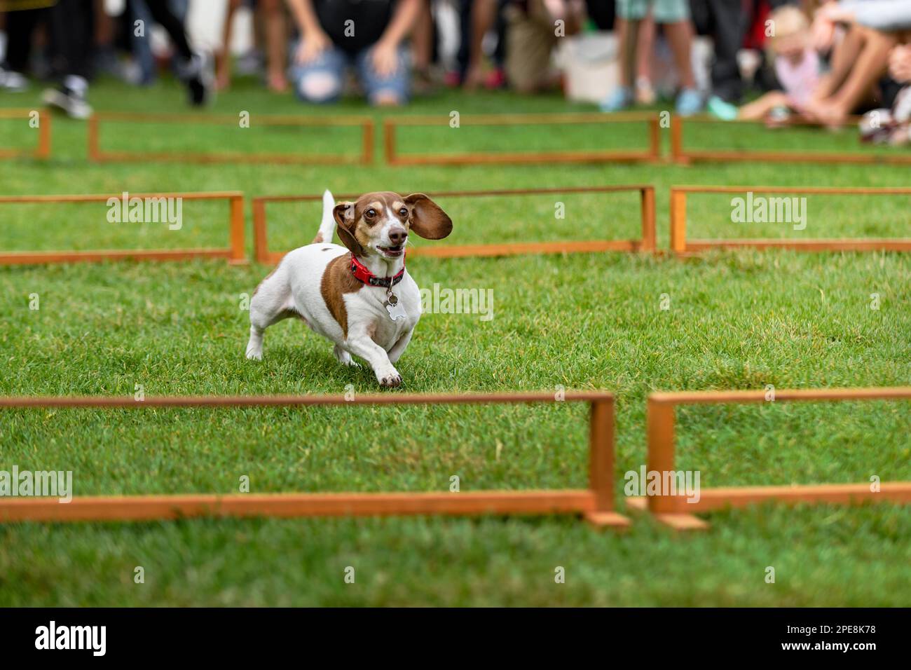 Dachshund Runs Between Hurdles Watched by Spectators - Dachshund Races ...