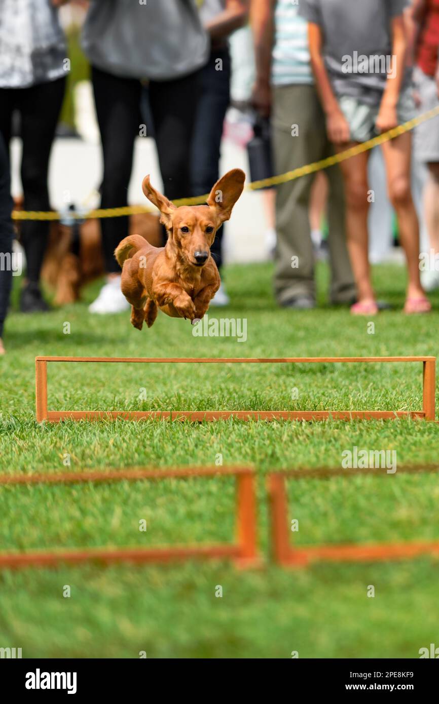 Dachshund Flies Over Hurdle Spectators Behind - Dachshund Races Stock ...