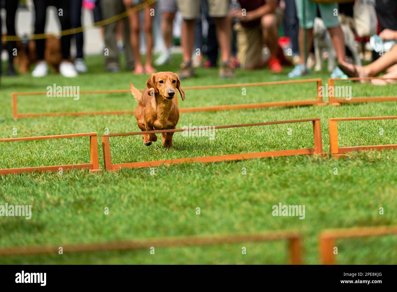 Dachshund Runs Forward To Jump Over Hurdles - Dachshund Races Stock ...