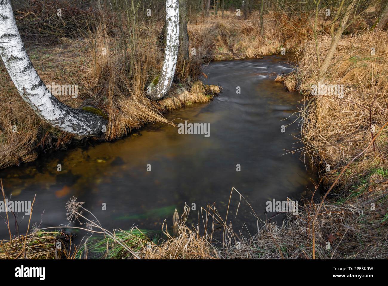Birch trees with winter spring Olsovy creek near Petrovice border ...