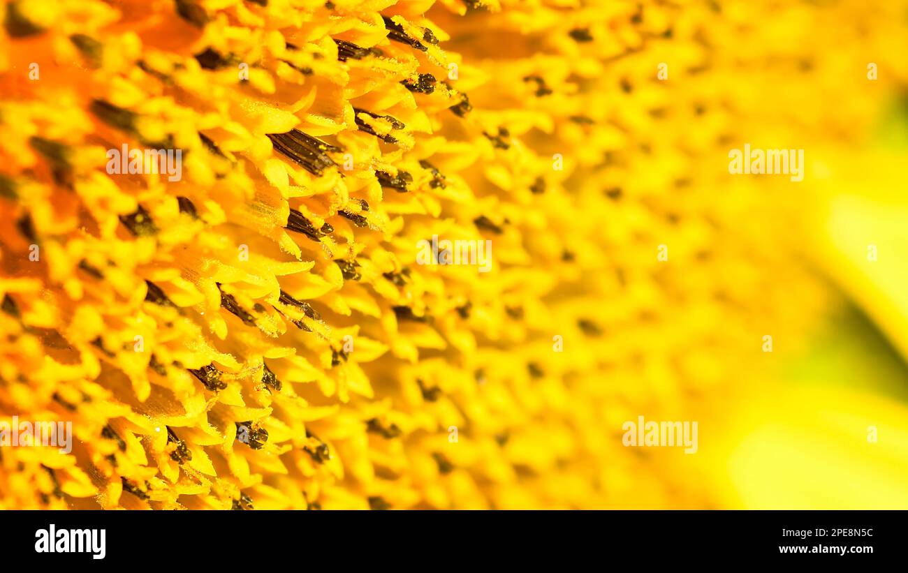 Sunflower face hi-res stock photography and images - Alamy