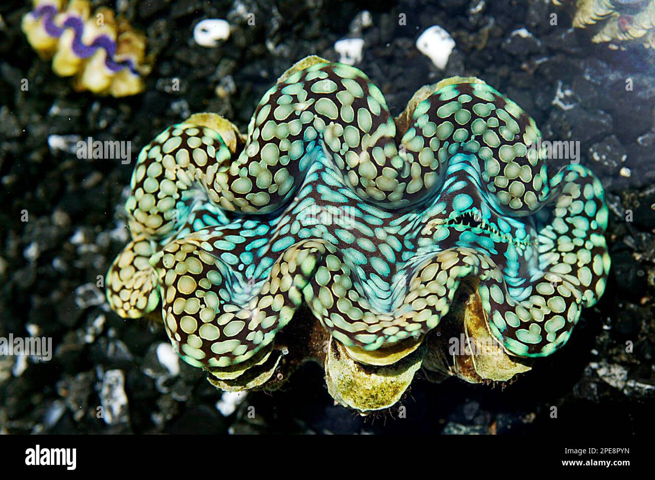 A giant clam sits in a shallow water tank at the Waikiki Aquarium in ...