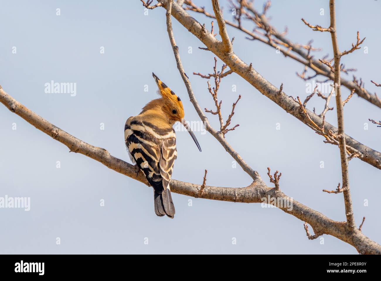 The Eurasian hoopoe (Upupa epops) is the most widespread species of the ...
