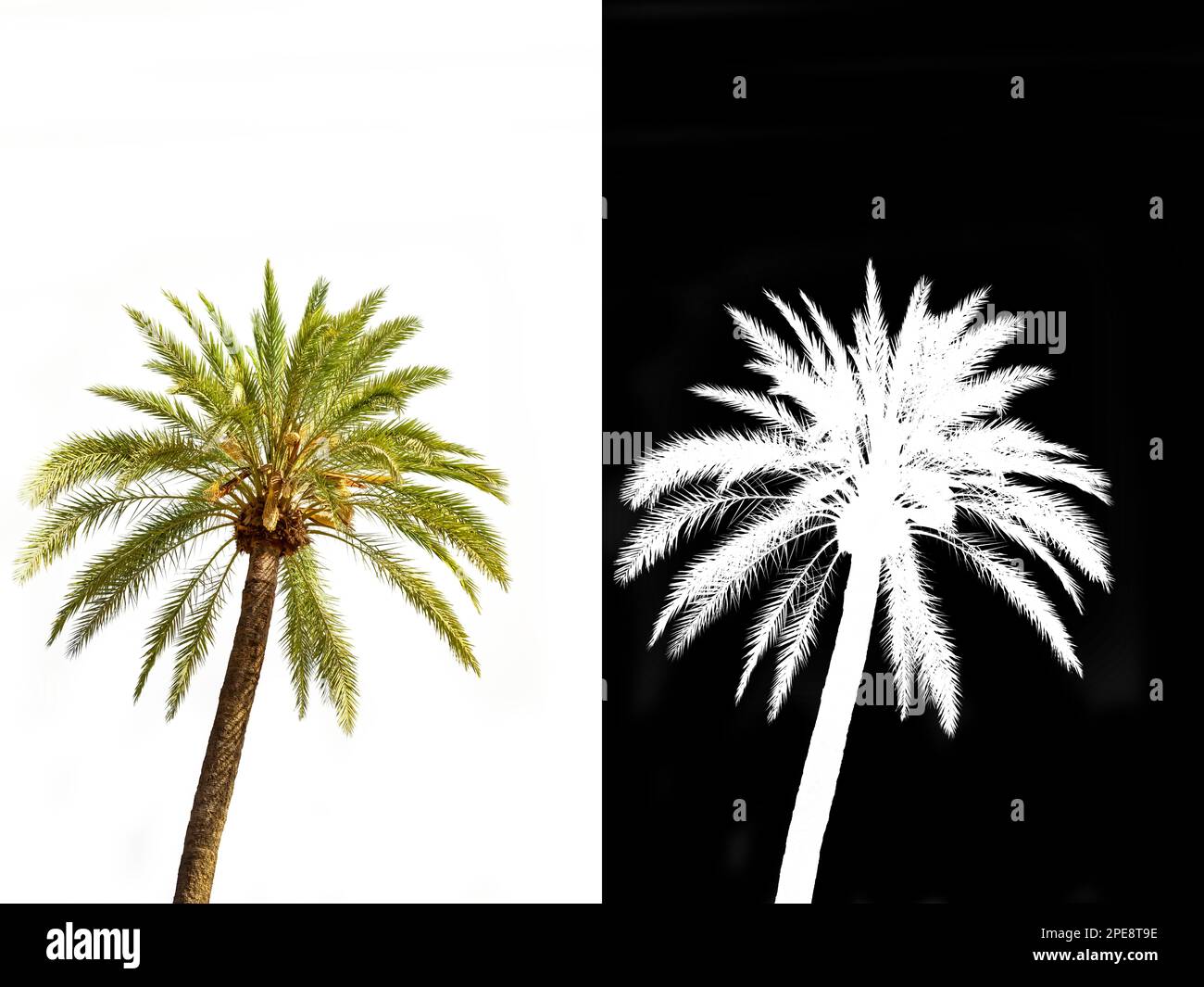 A palm tree isolated on white background with clipping mask and path ...