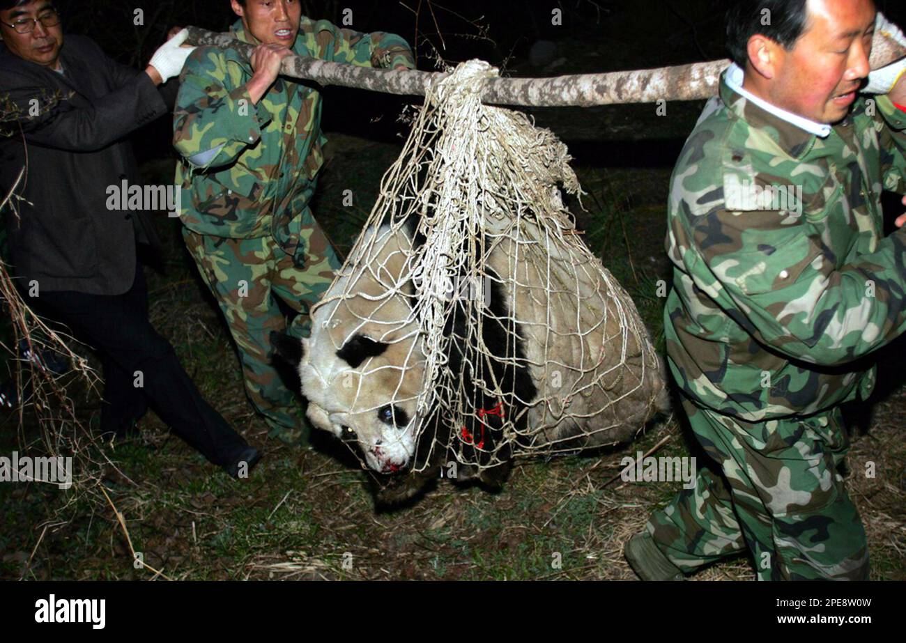 Chinese workers transport a severely wounded male panda on its way to a ...