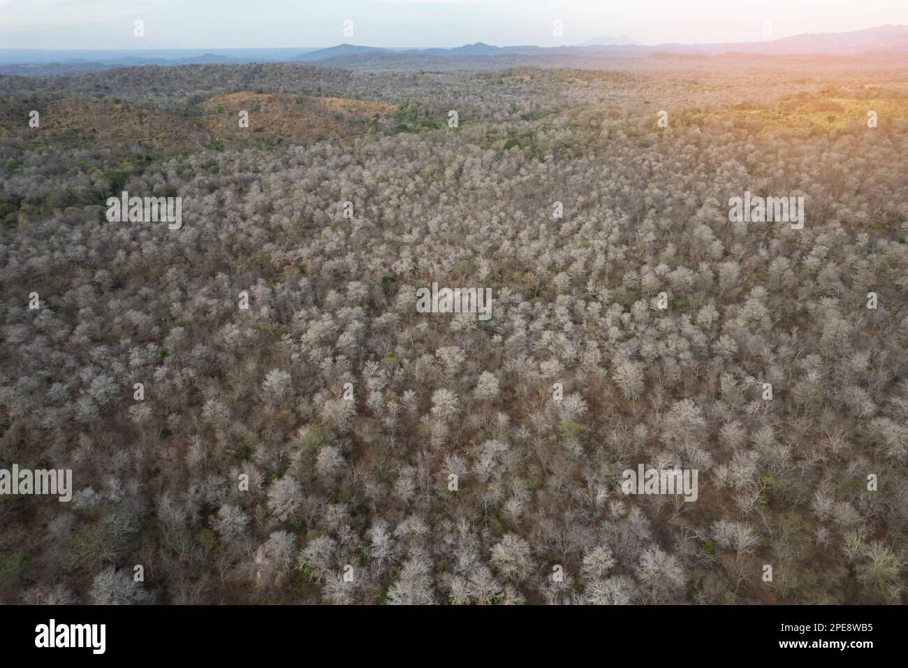 Aerial view dry plant over hi-res stock photography and images - Alamy