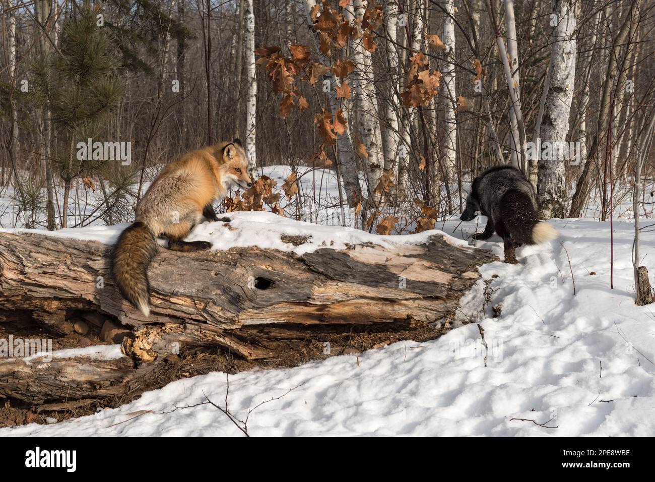Red Fox (Vulpes vulpes) Squats to Mark Log Silver Walks By Winter ...