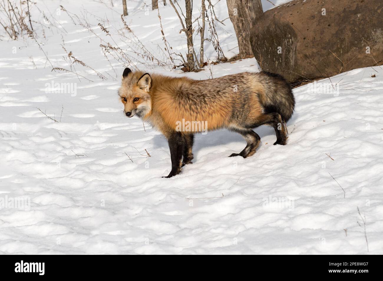 Red Fox (Vulpes vulpes) Stands in Snow Ears Back Winter - captive ...