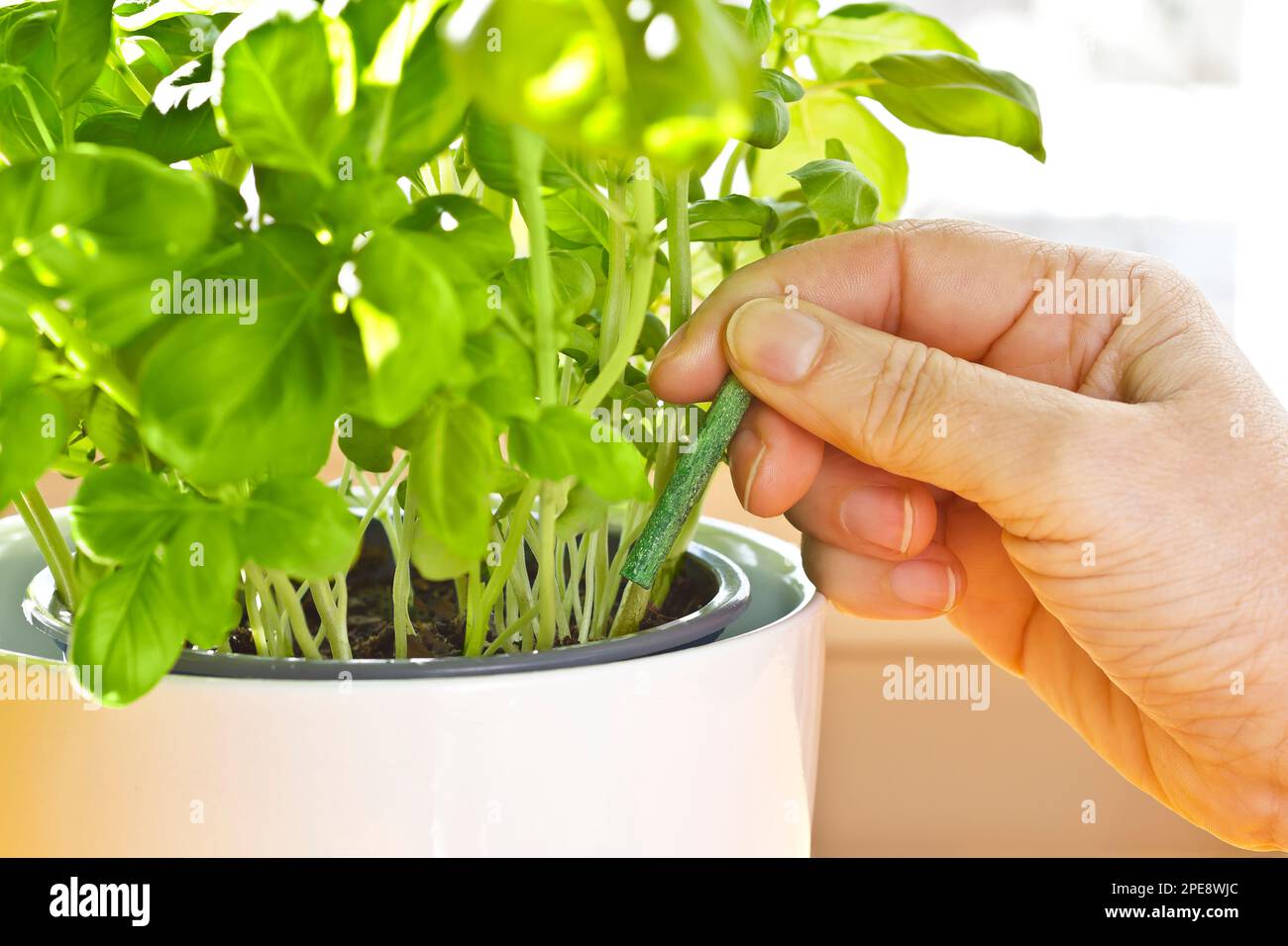 Hand applying a green fertilizer stick or spike to the soil of an ...