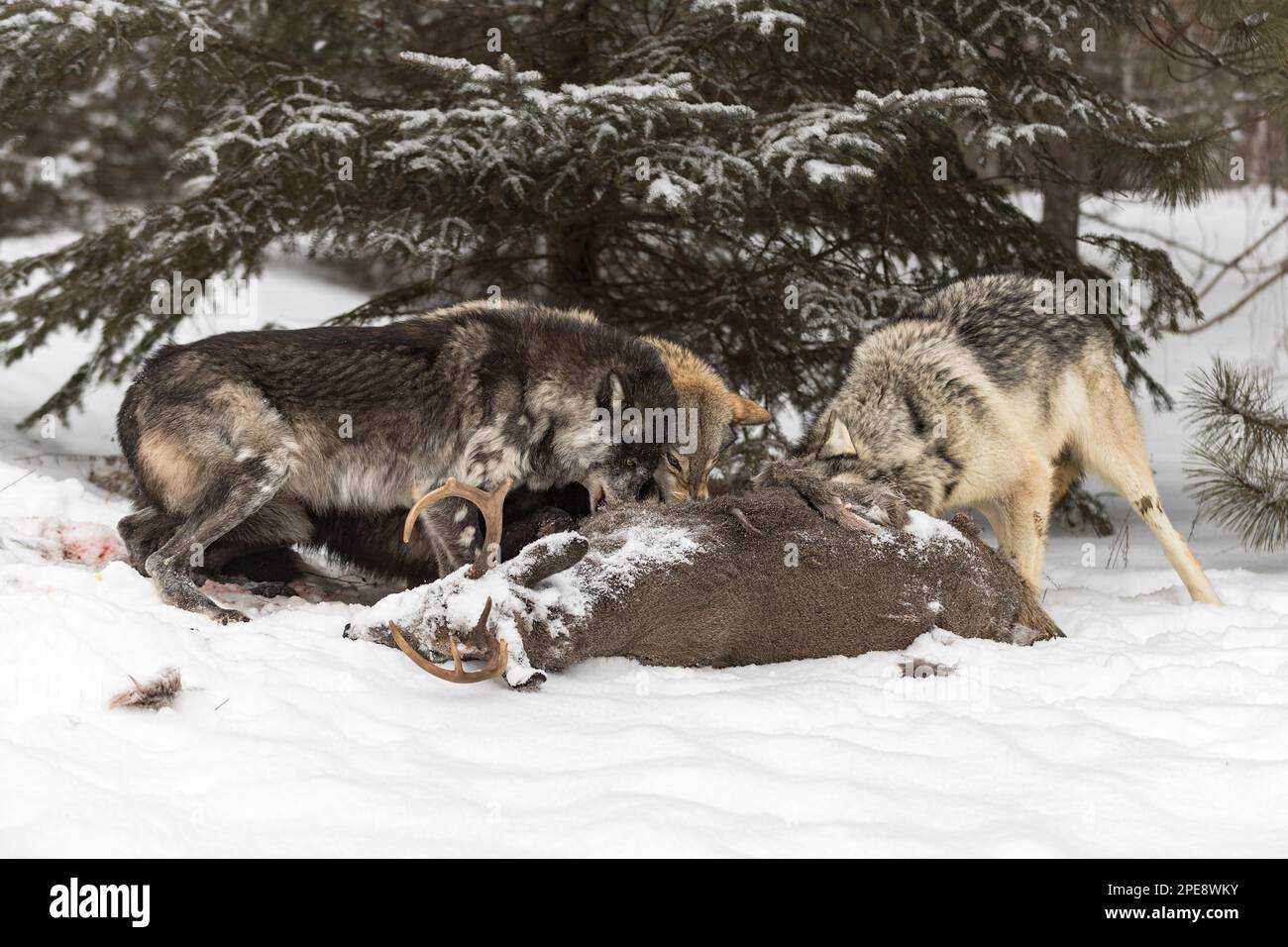 Wolf (Canis lupus) Pack Snarl at Each Other at White-Tail Deer Body ...