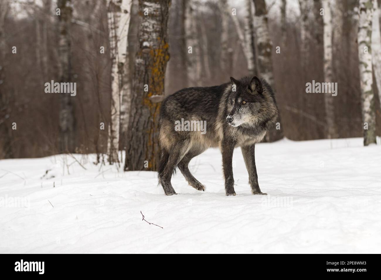 Black-Phase Wolf (Canis lupus) Stands to Right Looking Left Winter ...