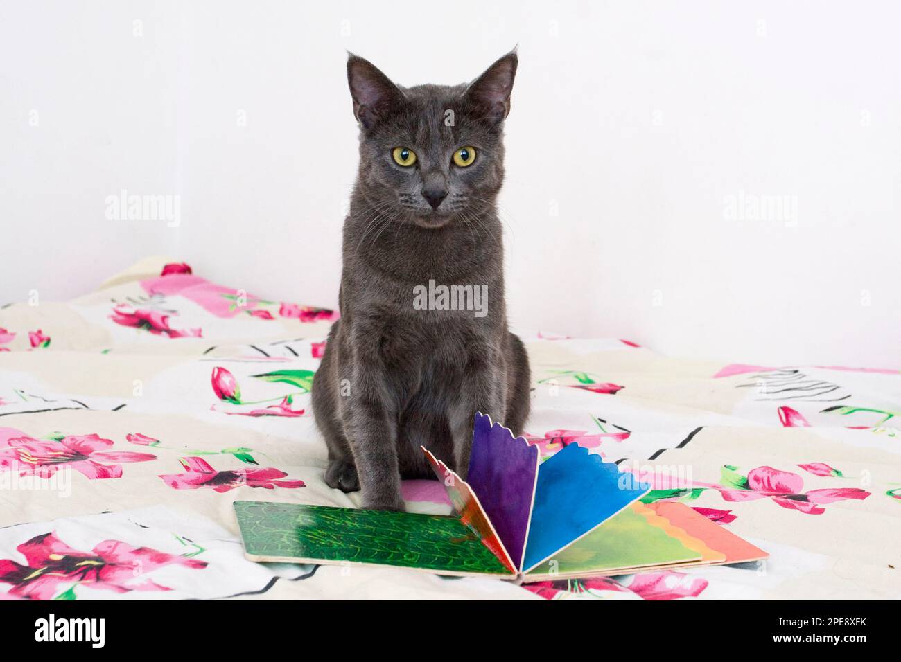 Cat with a book hi-res stock photography and images - Alamy