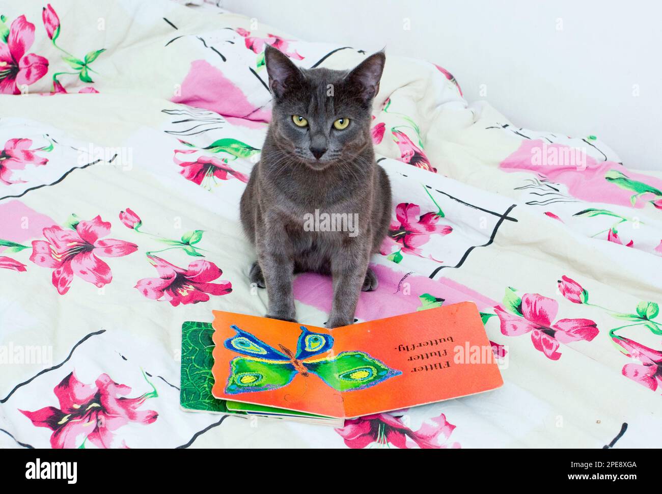 Cat with a book Stock Photo - Alamy