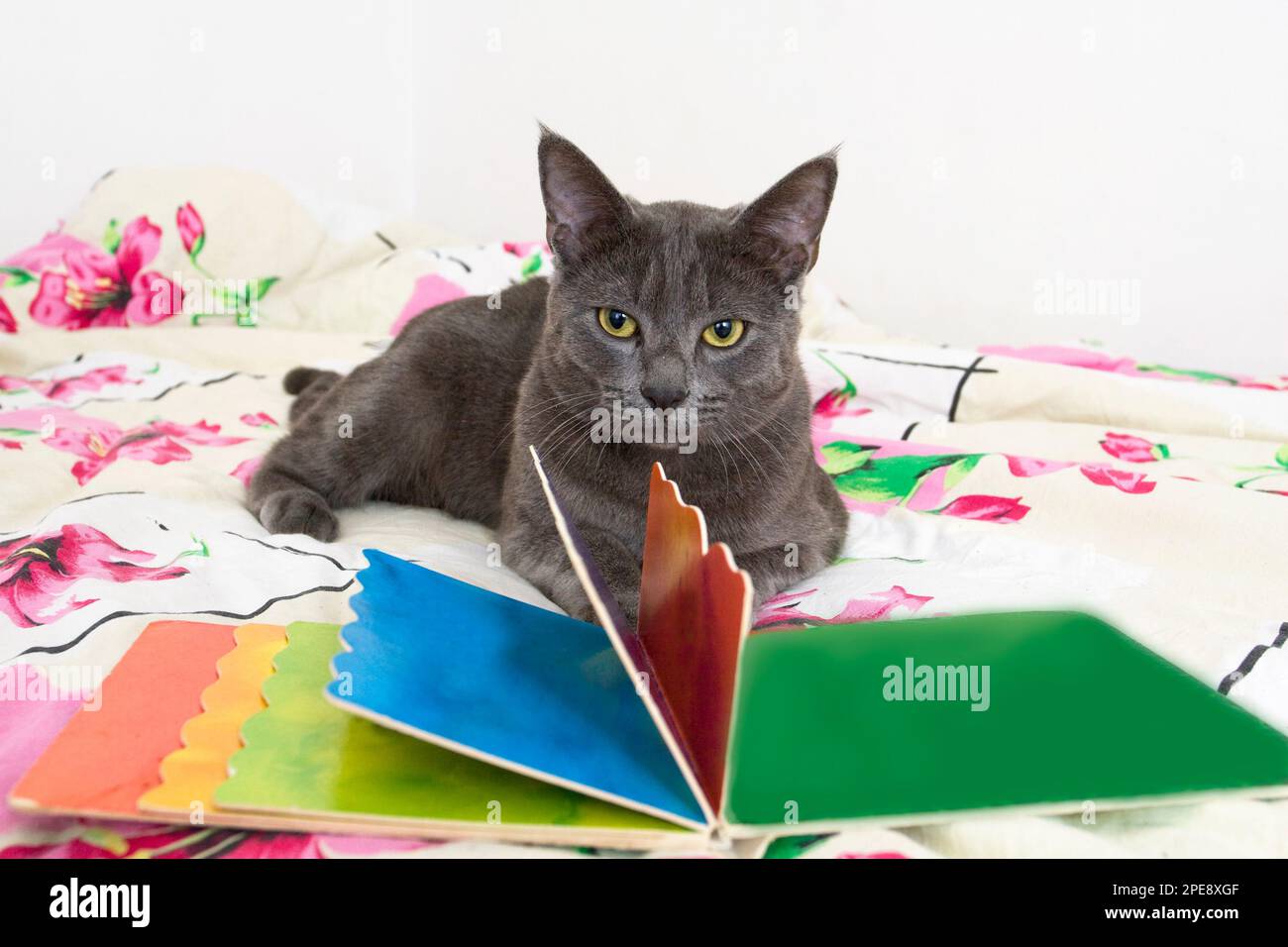 Cat with a book Stock Photo - Alamy