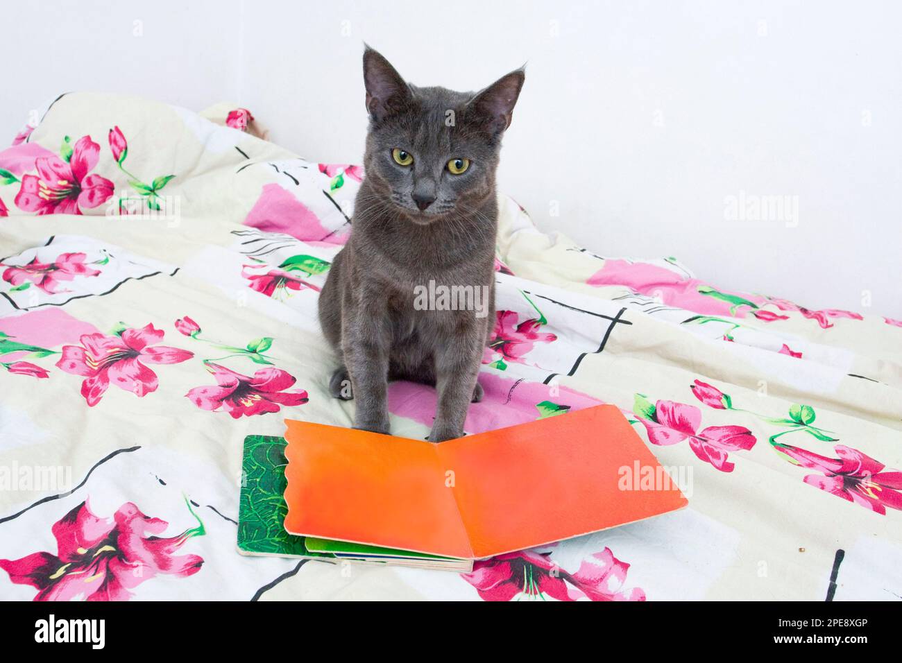 Cat with a book Stock Photo - Alamy