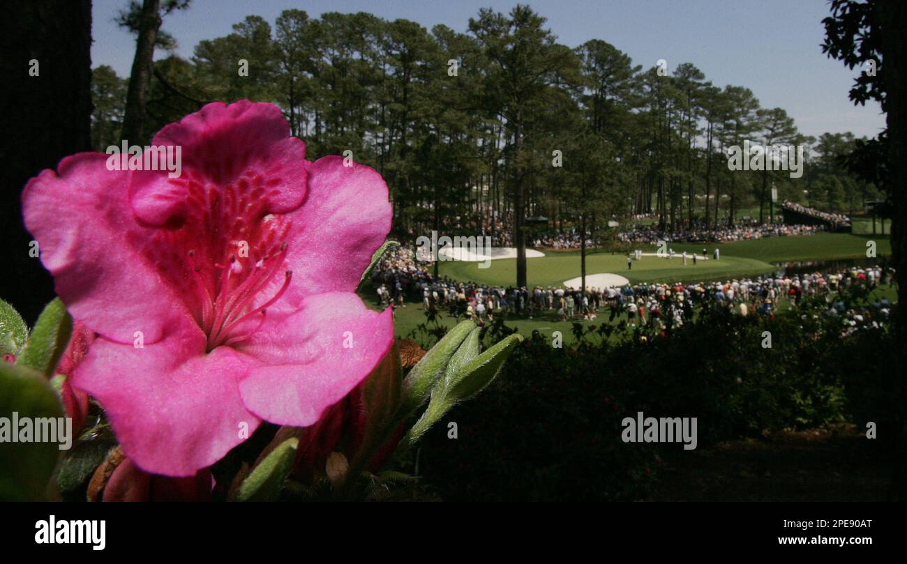 The azaleas bloom above the 16th hole during practice at the Augusta ...