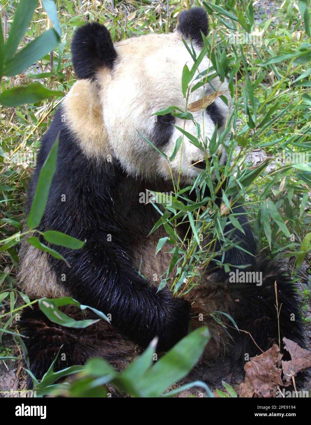 The giant panda Zhu Zhu feeds on bamboo shoots in a research center in ...