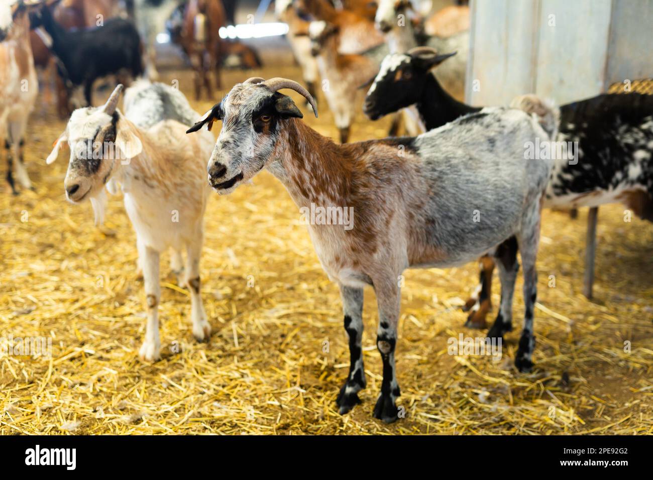 Goats with ear tags staying on cattle farm. Farm livestock farming for ...